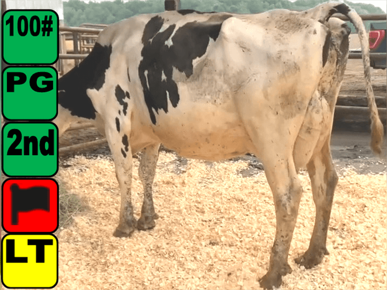 3 Preg 2nd Lact Cows | Due 10-21 | Group Avg 103# 4%F 3%P 40K SCC | IDS ...