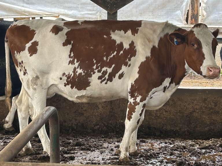 Shortstop | Sunrise Dairy Harbor Beach, MI | Dry coming with 3rd calf ...