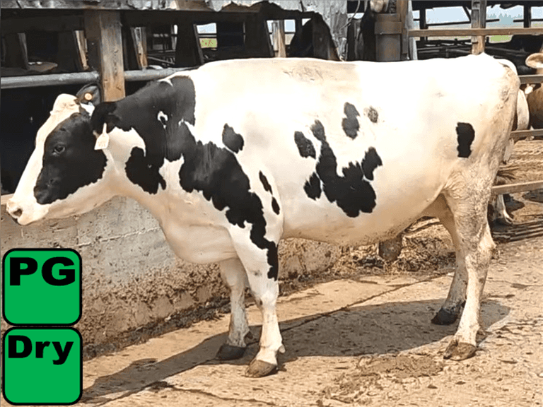 5 Dry 3rd+ Lact Cows | Due 9-4 to 9-19 | IDS Avg 3 3 3 3 3 15 | 1 486 ...