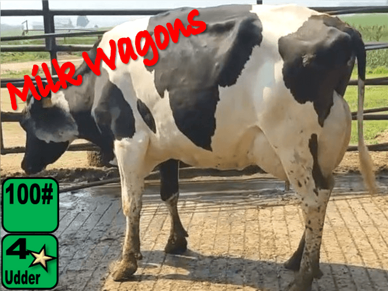 Milkwagons | 9 Cows | Avg 134# 3.2 3.0 SCC-95K ⭐⭐⭐⭐Udders 2nd Lact ...