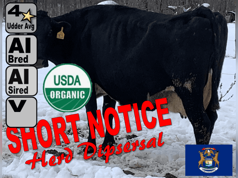 Short Notice Organic Herd Dispersal | (11) Xbred Dry Cows | Avg Flesh ...