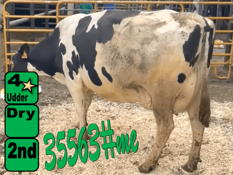 14 Dry 2nd Lact Cows | Due 11-1 to 11-29 | Group Avg Lact Avg SCC-136(K ...