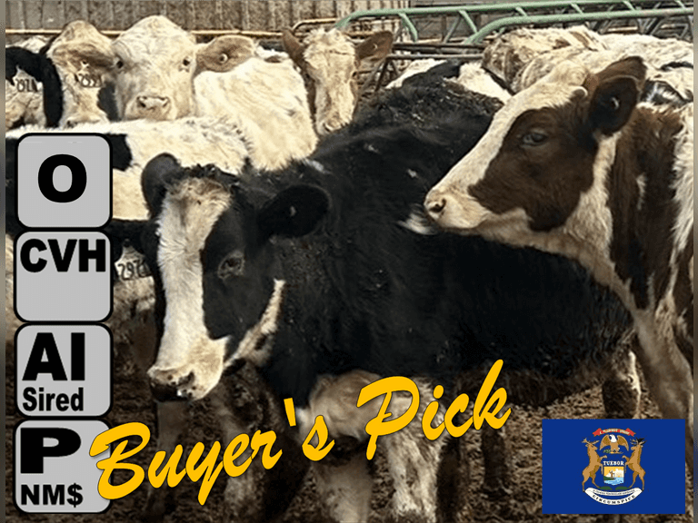 (12) Holstein Open Heifers | BUYERS CHOICE- Pick 12 Head from the all ...