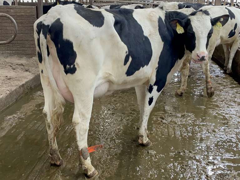 (24) Fresh 1st Lact Holstein Heifers | Fresh 2-3 to 3-4 | 2X Group Avg ...