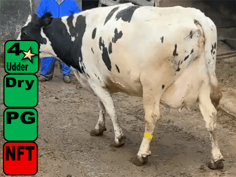 Dry Mkg Lact 5 *Due 4-29 BrthDate 1-14-17 | 4 3 3 3 4 16 | 4⭐Udder ...