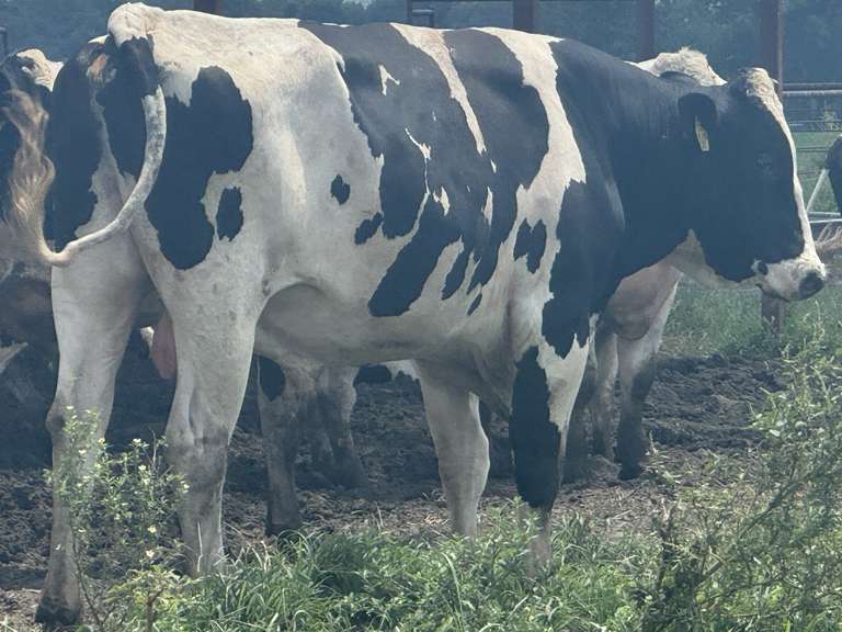 10 High Genetic Merit Holstein Breeder Bulls | Medium Flesh, Avg 1600 ...
