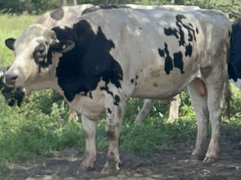 10 High Genetic Merit Holstein Breeder Bulls | Medium Flesh, Avg 1600 ...