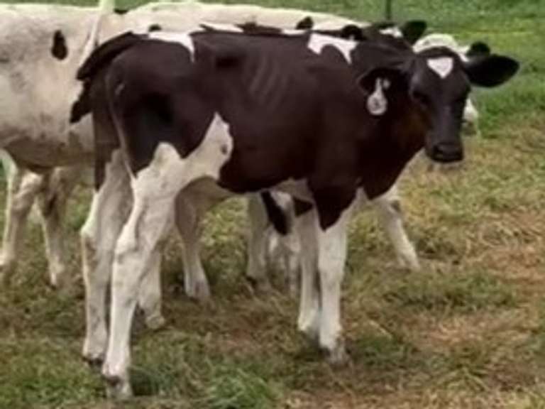 (35) 300# Holstein Feeder Steers | Base at 300# Slide $.10 CWT / Both Ways | Full Vaccination ...