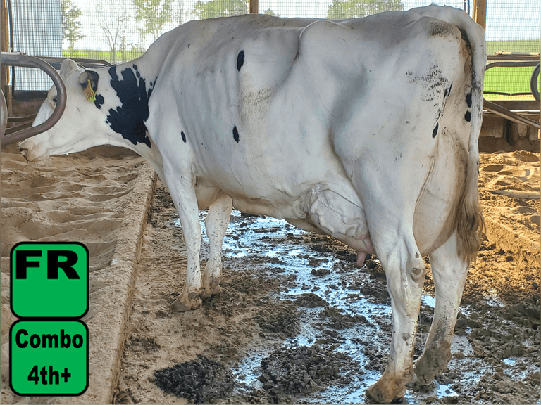 6 Fresh Cows (Combo Group 4 4th & 1 5th Lact) Will Be 100#'ers ...
