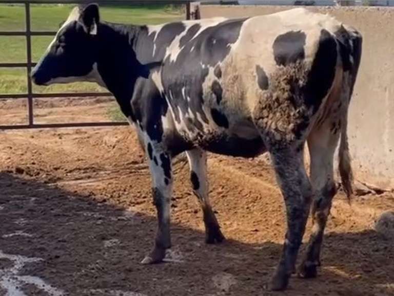 15 ST GENETICS LEGEND PROGRAM Preg Heifers | Due 11-11 to 4-25 (11 Bred ...