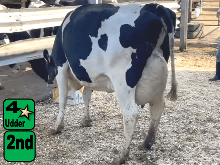 3 Serviced 2nd Lact Cows | Fresh 3-12 to 5-19 | Group Avg 88# 4.0 3.2 ...