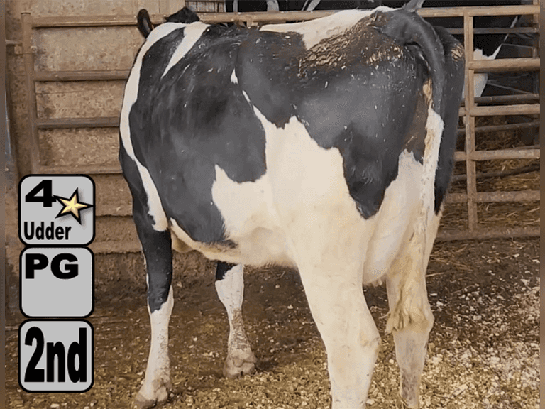 4 Preg 2nd Lact Cows | Due 8-25 to 9-17 | Group Avg 88# 4.3 3.3 SCC-31(K), ⭐⭐⭐⭐Udder | IDS Avg ...