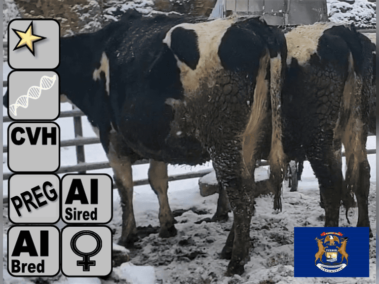 (7) Preg Holstein Heifers | Due 2-1 to 4-6 | Medium Flesh, Est Weight ...