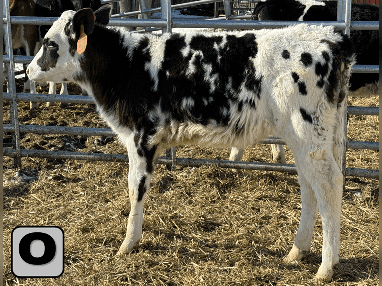 7 Open Heifers | Born 9-12-24 to 11-4-24, Est Weight 250#-300#, Med ...