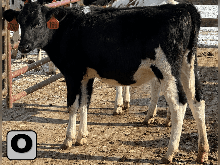 10 Open Heifers | Born 8-23-24 to 10-11-24, Est Weight 300#-350#, Med ...