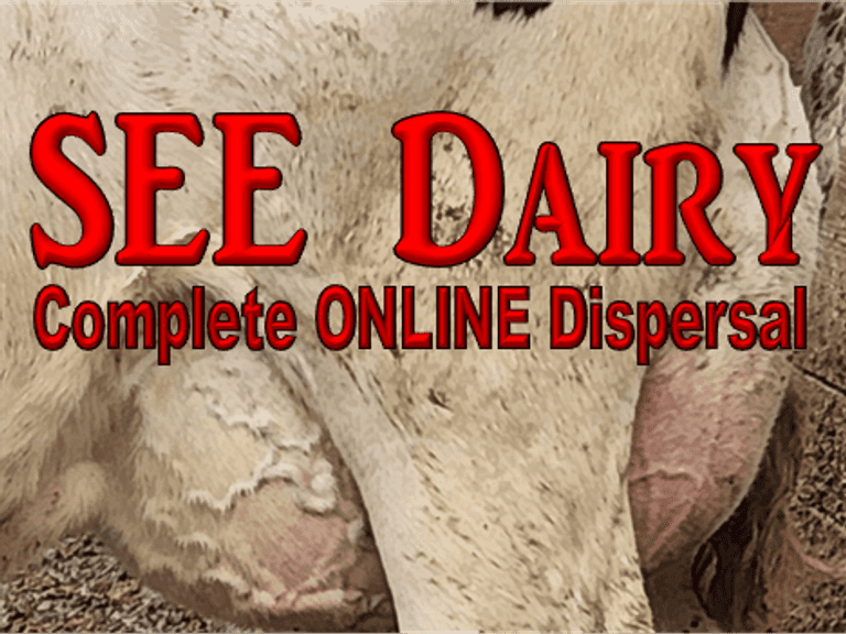 Cattle, Equipment, Feed- IT ALL SELLS!! | Parabone Parlor, Sand Stalls ...