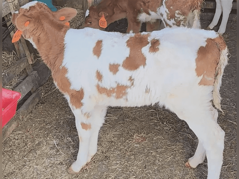 4 Red & White Heifer Calves | Born 12-17-24 to 1-17-25 | Dairy 786 788 ...