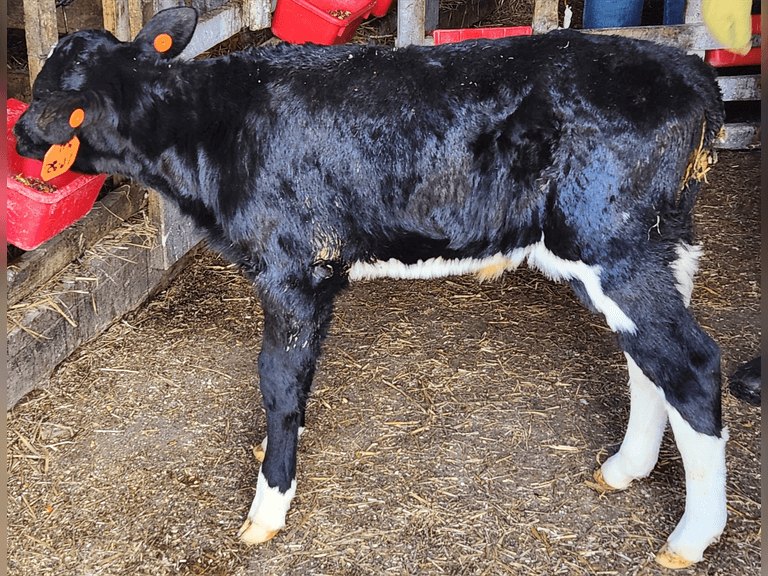 3 Heifer Calves | Born 11-14-24 to 12-18-24, Est Weight 150#-175#, Med ...