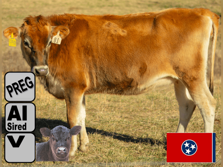 (3) Preg Jersey Heifers | Preg 5 1/2 to 6 Months to Black Herford ...