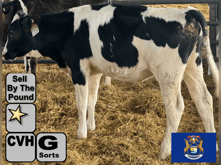 (7) Open Holstein Heifers | Born 9-15-24 to 11-13-24| Medium Flesh, Est ...
