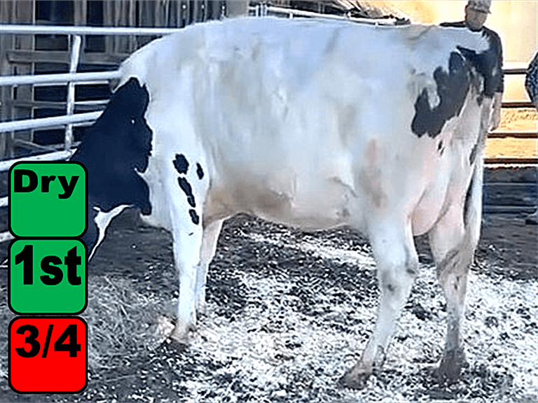 (1) 1st Lact Dry Cow (3 Quartered) | Due 5-16 to 7H15427 Ropmen-Red ...