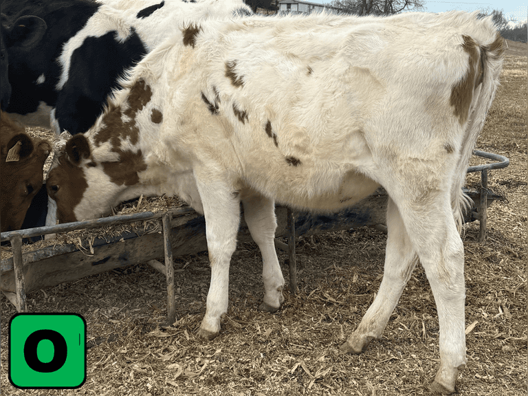 (5) Open/Exposed RED & WHITE Heifers | Born 7-5-23 to 1-25-24 | Medium ...