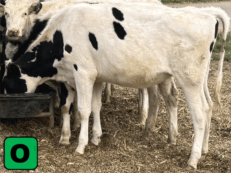 (14) Open Heifers | Born 1-8-24 to 2-28-24 | Medium Light Flesh, Est ...