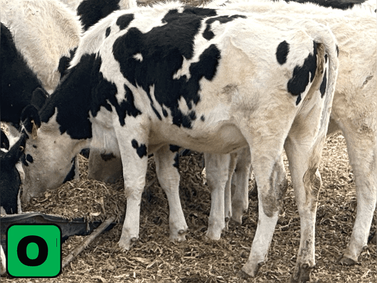 (26) Open Heifers | Born 10-2-23 to 12-31-24 | Medium Light Flesh, Est ...