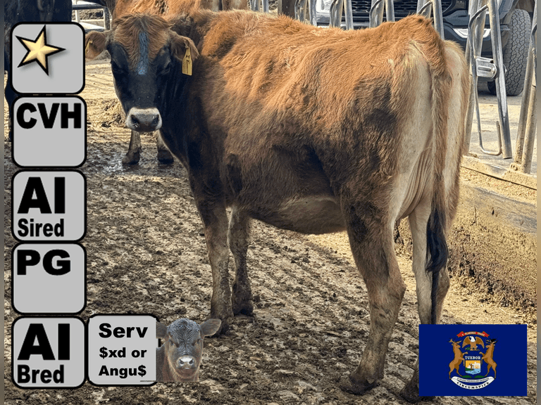(7) Preg Jersey Heifers | Due 4-14 to 516, Avg 221 DCC | AI Bred ...