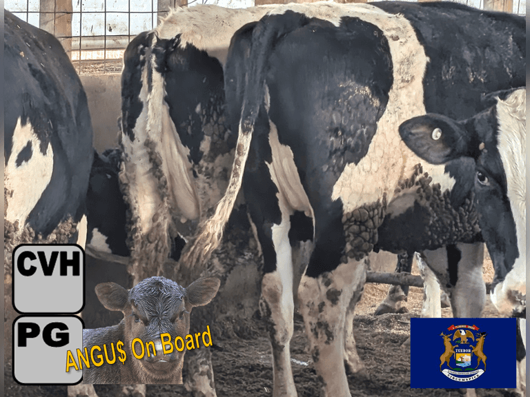 (20) Preg Holstein Heifers | Preg 7 Months to HBAngu$ | Medium+ Flesh ...