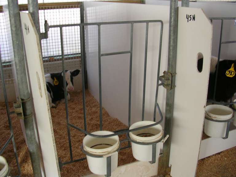 (60) Calf Stalls (30" Wide x 90" Long x 48" Tall) | Includes Buckets ...