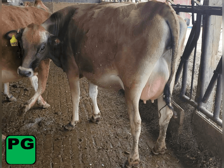 Due 4-6 to Michigan | Jalapeno x VG-80 Chief | 1473 - Kreeger & Associates