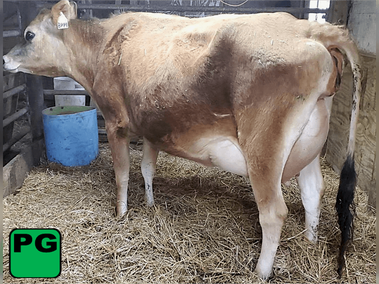 Fresh 4-8 (Sexed, *prNM$ 632) | Born 12-20-22, *pNM$ 519 | Spiral x EX ...