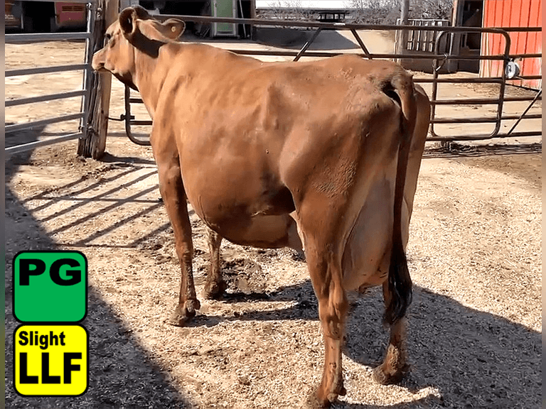 Fresh 7-16 56.6 #m 80 #ecm 6 %f 3.9 %p 33 scc(K) Lact: 3 *pNM$ 199 Due ...