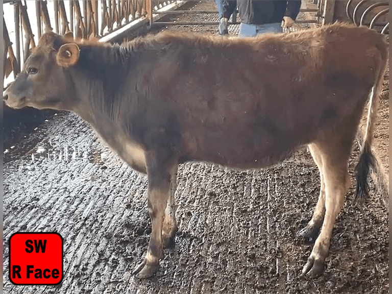 Born: 4-17-24, *pNM$ 168 | Vandrell x VG-86% Chrome w/ 19K | Swollen ...