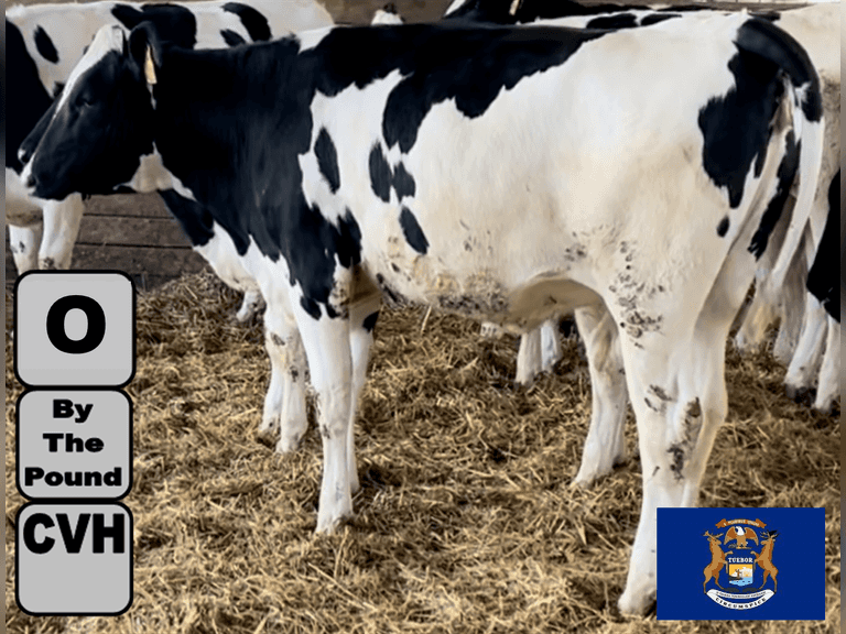 (16) Open Holstein Heifers | Sell By The Pound Based at 850# $.10/cwt ...