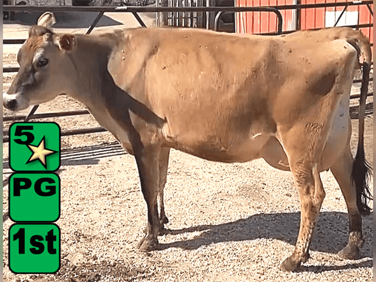 Dry 50 scc(K) Lact: 1 *pNM$ 165 Due 6-1 777JE1475 *prNM$ 382 Sire ...