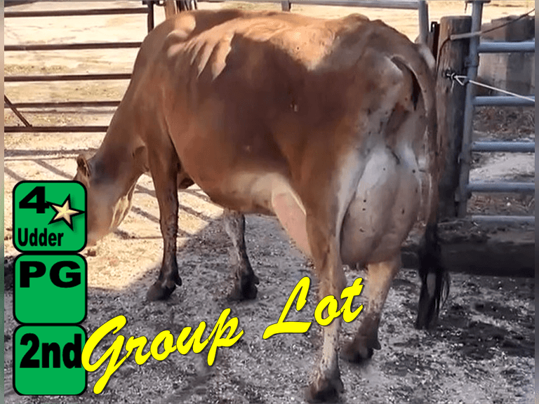 (4) Preg 2nd Lact Cows | Due 6-27 to 8-11, Preg Avg 469 pNM$* | Group Avg 74#m (104#ecm) 5.8%f 4 ...