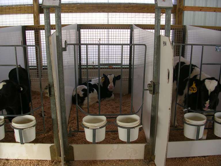 (60) Calf Stalls (30" Wide x 90" Long x 48" Tall) | Includes Buckets ...