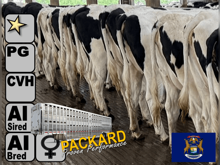 (38) Preg Holstein Heifers | Due 6-20 to 7-19, Avg 240 DCC | AI Bred ...