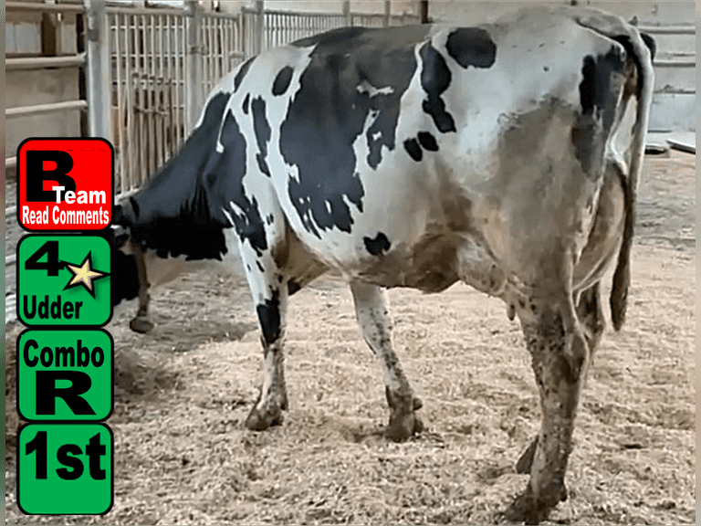 (4) B TEAM 1st Lact Heifers (Combo Group) | Group Avg 82#m 3.6%f 3.5%p ...