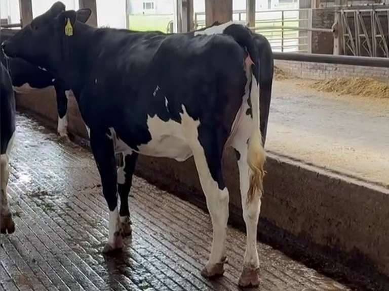 (38) Preg Holstein Heifers | Due 7-26 to 8-20, Avg 231 DCC | AI Bred ...