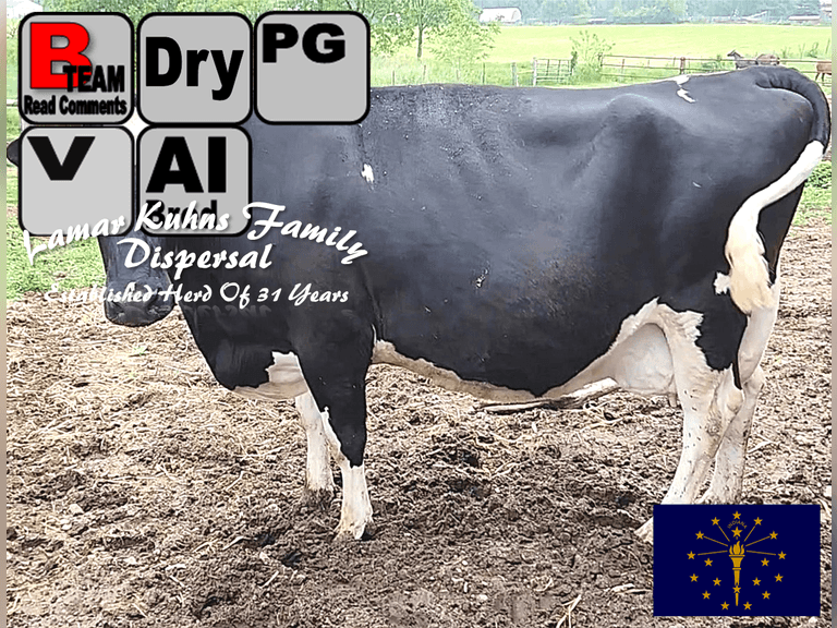 (2) Holstein Dry Cow (3 Quartered Cows), Combo Lact (1st & 6th) Due 7 ...