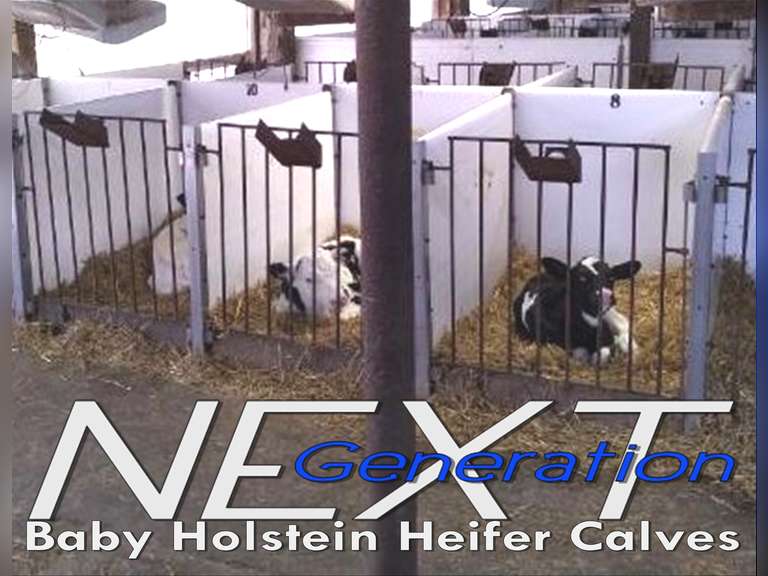 (15) Holstein Heifer Calves | Born Starting 6-6-25 | ⭐GOLD STAR Herd ...