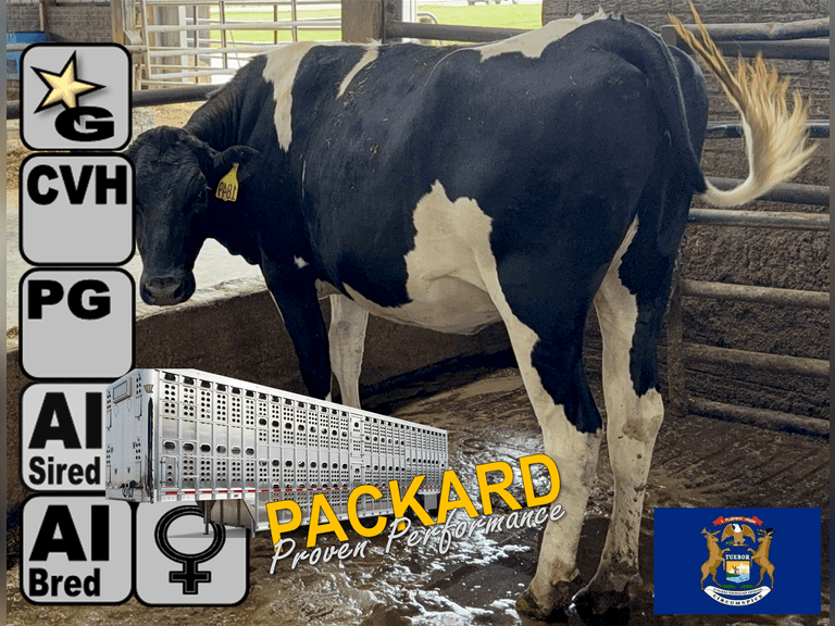 (38) Preg Holstein Heifers | Due 7-26 to 8-20, Avg 231 DCC | AI Bred ...