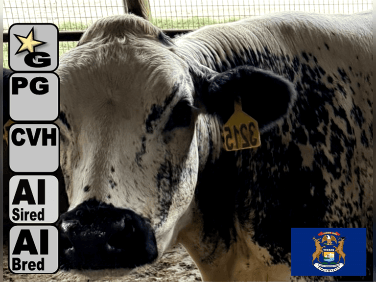 (1) Lineback Preg Heifer | Due 9-29 to 94H19953 | Sire: 551HLD603 Dam ...