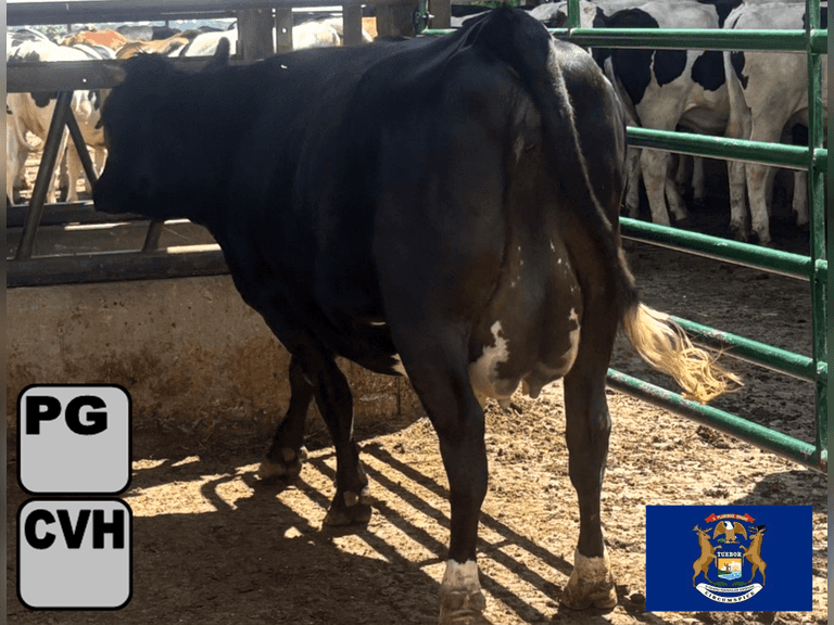 (1) Xbred Springer | Due Soon | Heavy Flesh, Est Weight 1400# | 1 Horn ...