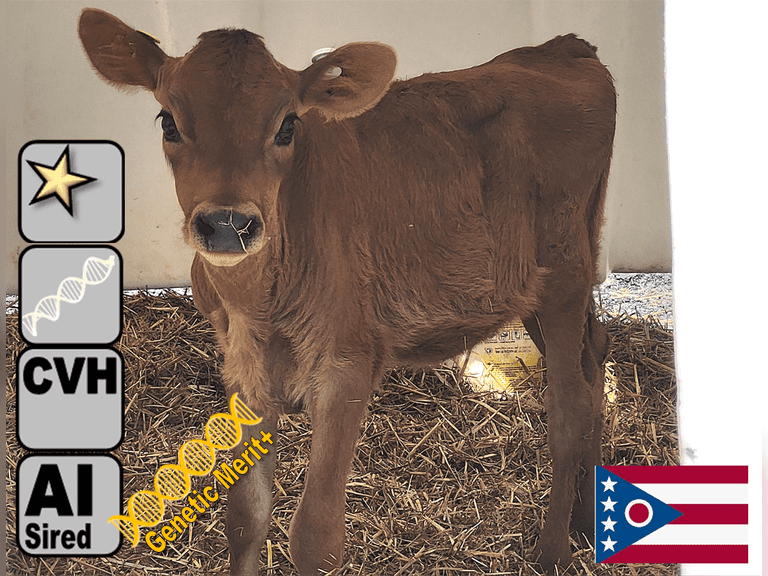 (12) Jersey Heifer Calves-GENETIC MERIT GROUP | Group Avg 325 pNM ...