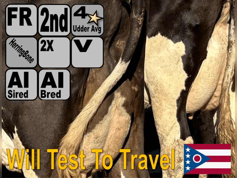 (9) Fresh 2nd Lact Holstein Cows | Fresh 5-18 to 6-29 | 2X Group Avg ...