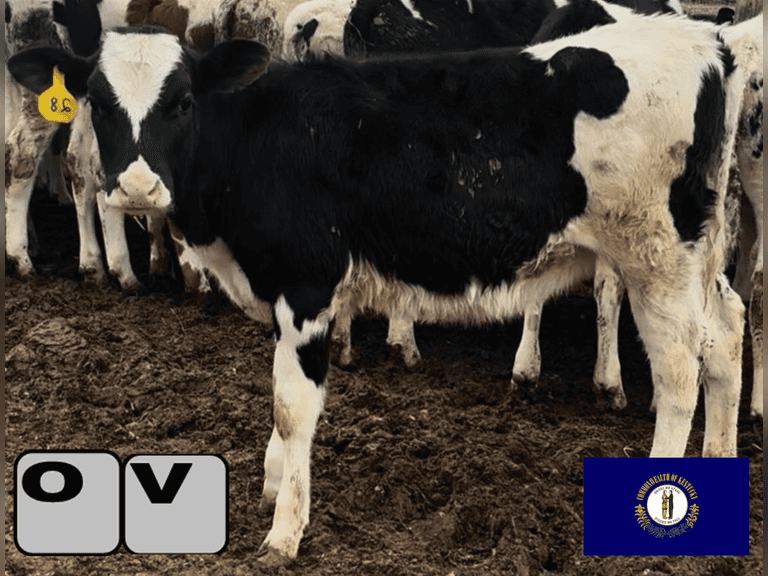 (25) Open Holstein Heifers | Medium Flesh, Est Weight 250# | Sourced ...